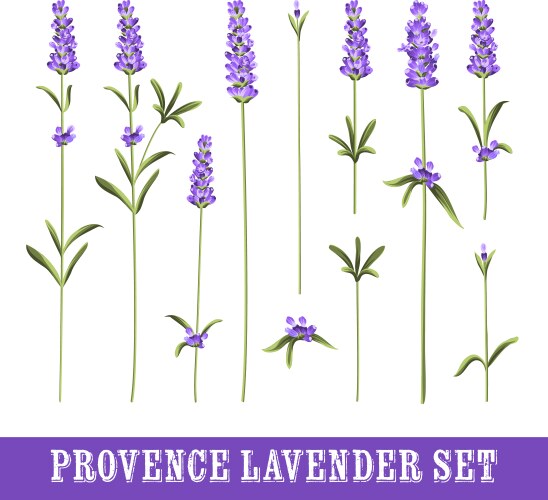 Lavender Vector Images (over 18,000)