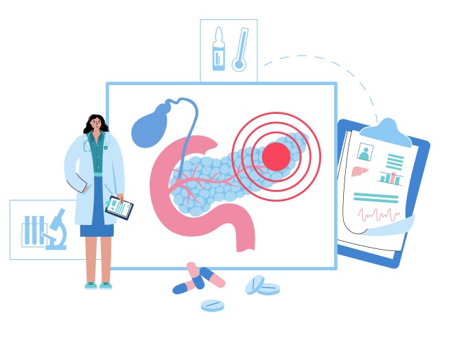 Pancreas Royalty Free Vector Image - VectorStock