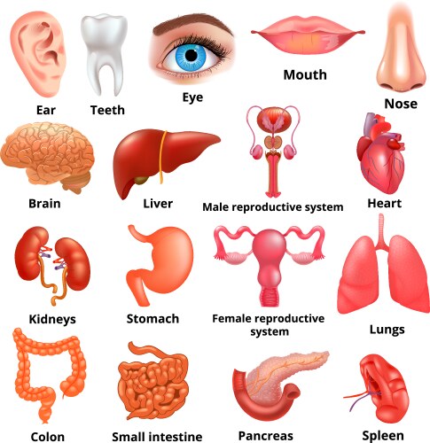 Chart showing organs of human body Royalty Free Vector Image