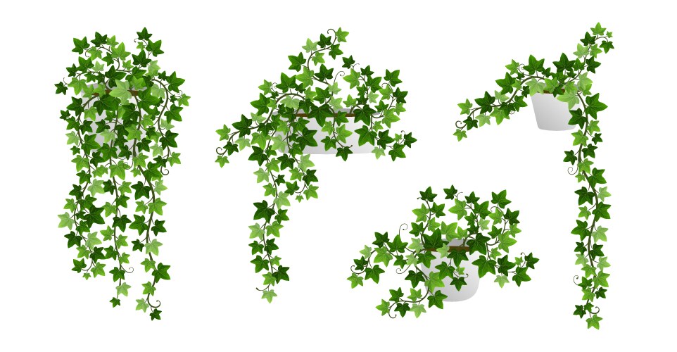 Creeper Plant Vector Images (over 2,200)