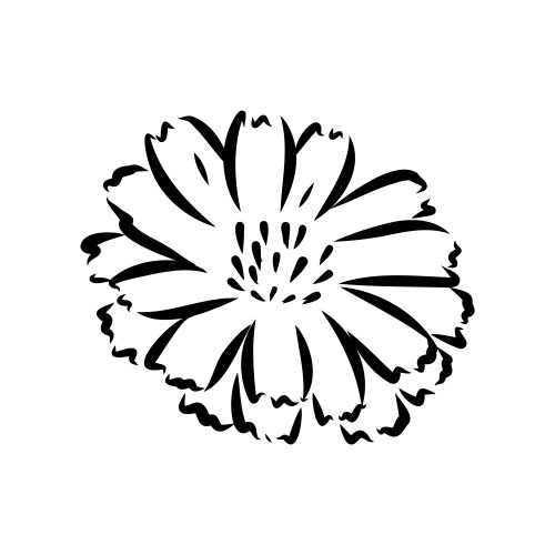 Hand drawing of a chicory flower Royalty Free Vector Image