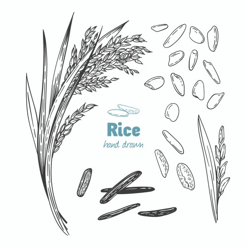 Rice frame clip art hand draw vintage engraving Vector Image