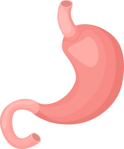 Cartoon of human internal stomach anatomy Vector Image