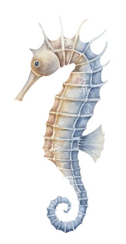 Sea horse hand drawing vintage engraving isolate Vector Image