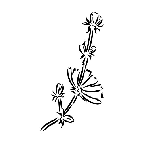 Hand drawing of a chicory flower Royalty Free Vector Image