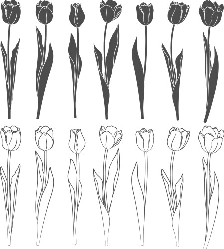 Tulips Vector Images (over 59,000)