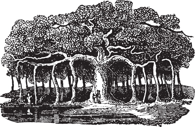 Tree Roots Vector Images (over 20,000)