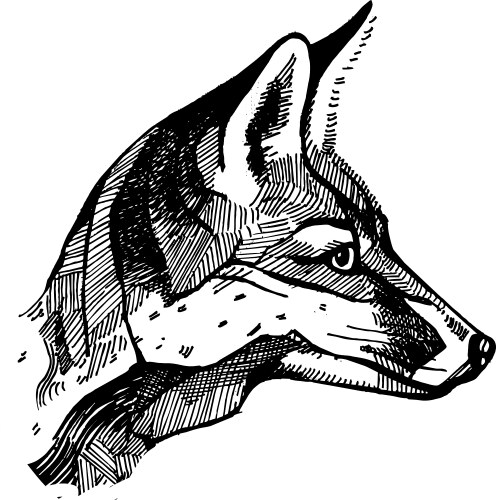 Fox Line Drawing Vector Images (over 6,400)