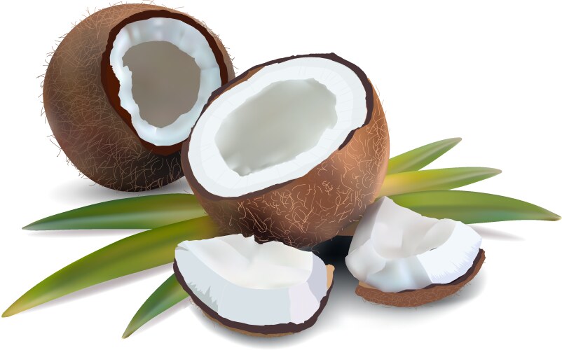 Coconut cartoon on white background Royalty Free Vector