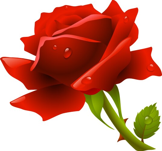 Red Rose Vector Images (over 72,000)