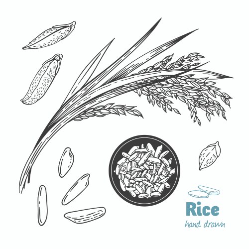 Rice frame clip art hand draw vintage engraving Vector Image