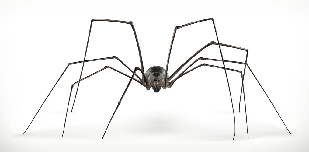 Stock realistic black spider Royalty Free Vector Image