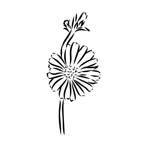 Hand drawing of a chicory flower Royalty Free Vector Image
