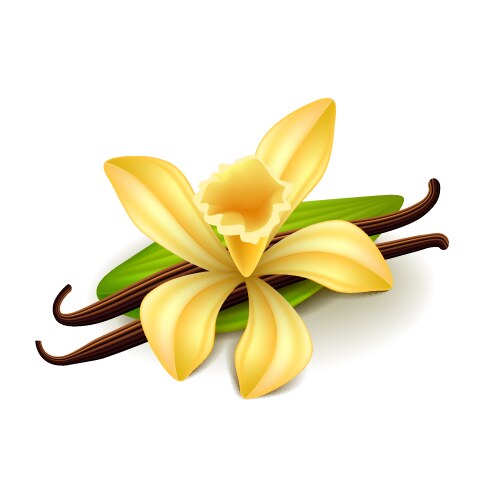 Vanilla Vector Images (over 65,000)