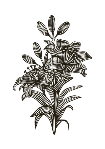 Lilly flower line art Royalty Free Vector Image