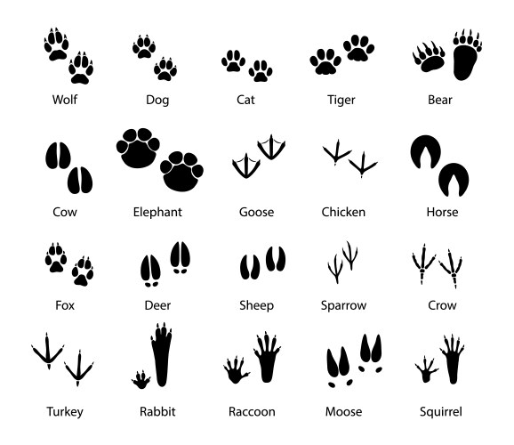 Step tracks animal trails animals paw footprint Vector Image