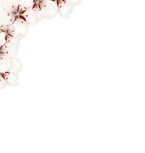 Border made in sakura flowers blossom isolated Vector Image