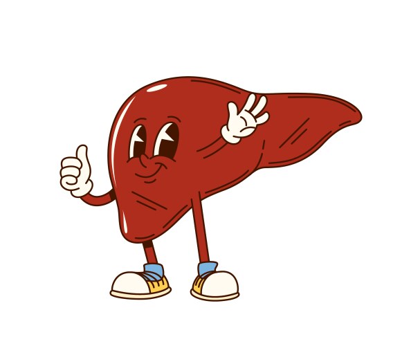 Liver Cartoon Vector Images (over 5,600)