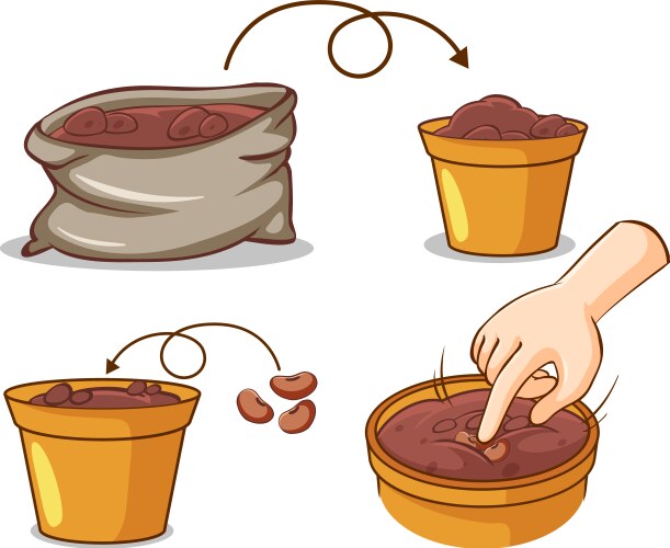 Diagram showing how plant grows from seed to tree Vector Image