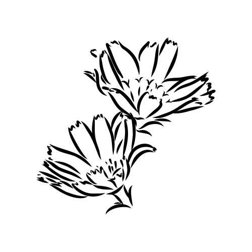 Hand drawing of a chicory flower Royalty Free Vector Image