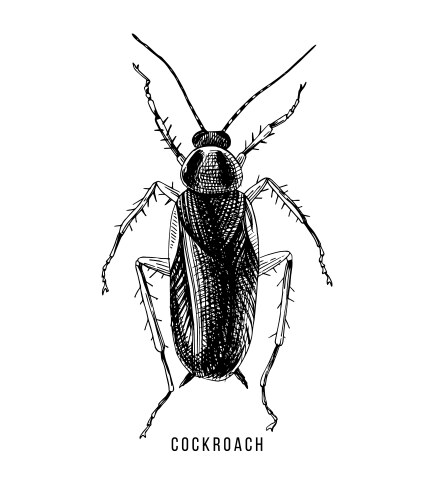 Cockroach Vector Images (over 8,600)