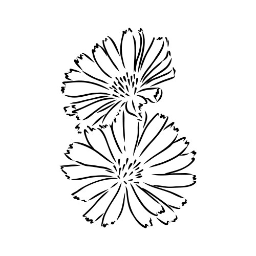 Hand drawing of a chicory flower Royalty Free Vector Image