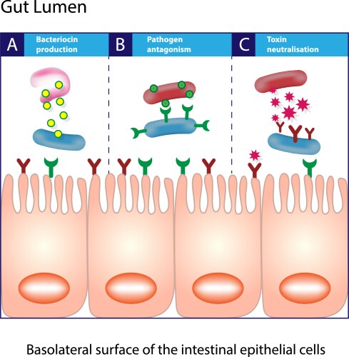 Intestinal cell system human medical anatomy Vector Image