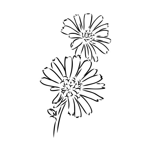 Hand drawing of a chicory flower Royalty Free Vector Image