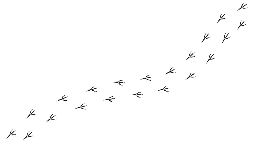 Crow Footprint Vector Images (45)