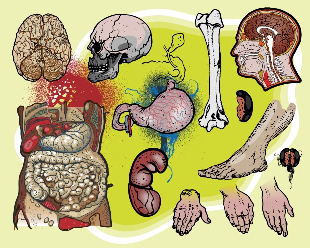 Anatomy Vector Images (over 230,000)