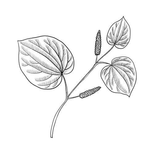 Monstera delicosa plant leaves in linear drawing Vector Image