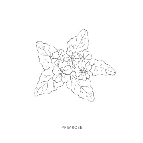Primrose Vector Images (over 1,500)