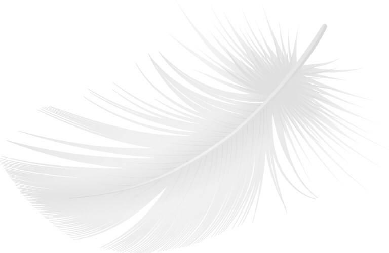 Realistic white feather Royalty Free Vector Image