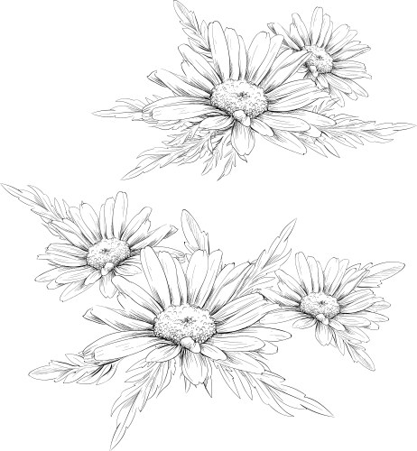 Daisy Flower Vector Images (over 60,000)
