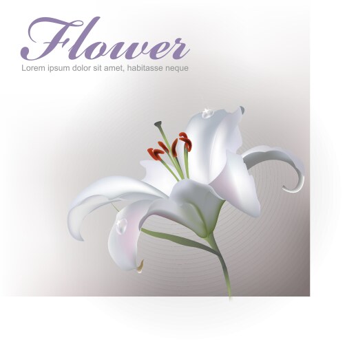 Lilly Vector Images (over 3,200)