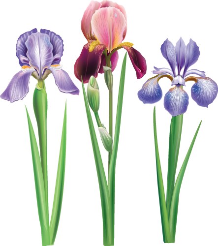 Iris Vector Images (over 20,000)