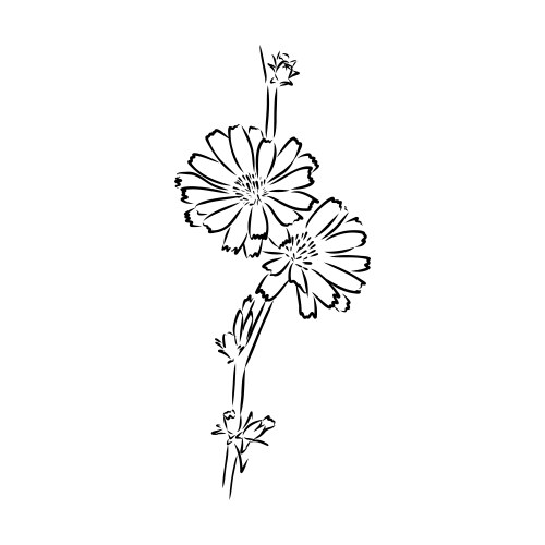 Hand drawing of a chicory flower Royalty Free Vector Image