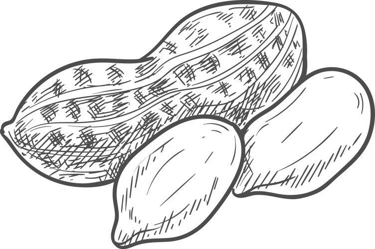 Peanut set isolated groundnuts hand drawn Vector Image