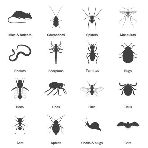 Insect Vector Images (over 240,000)