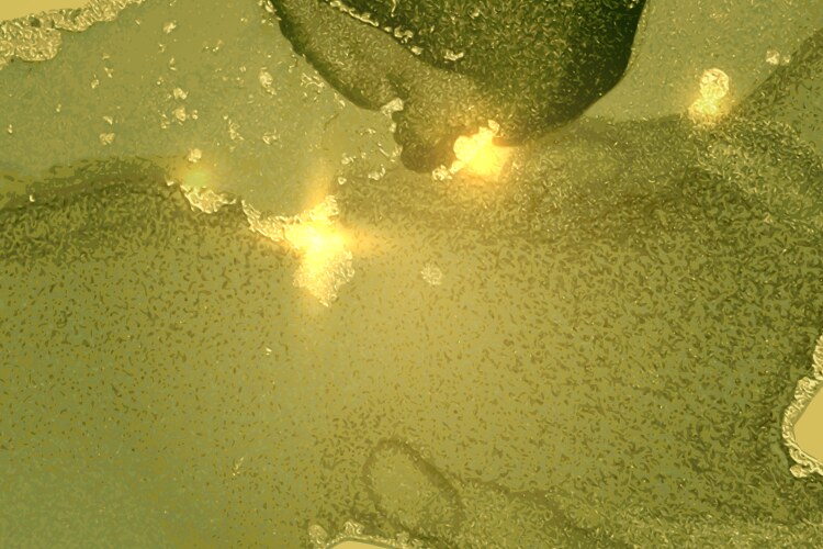 Green plant cell pattern under a microscope Vector Image