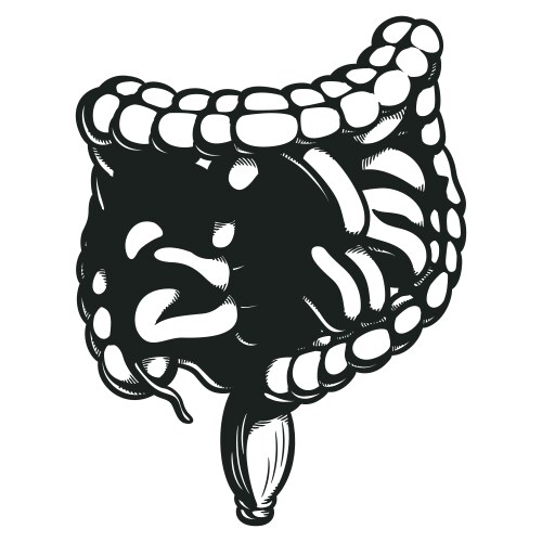 Human intestines colon digestive innards organs Vector Image