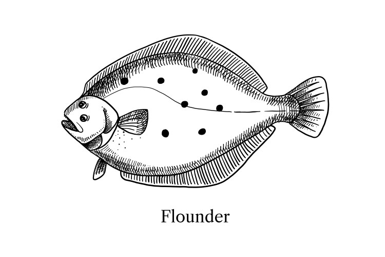 Flounder Vector Images (over 1,900)