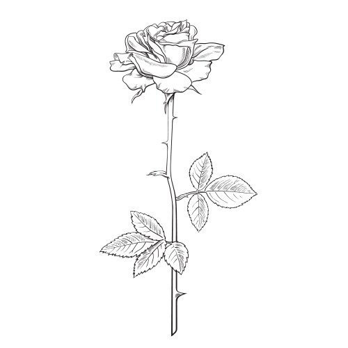 Big set rose flowers buds leaves and stems Vector Image