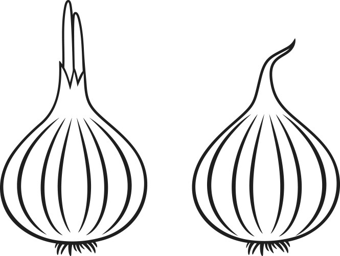 Onion Outline Vector Images (over 7,200)