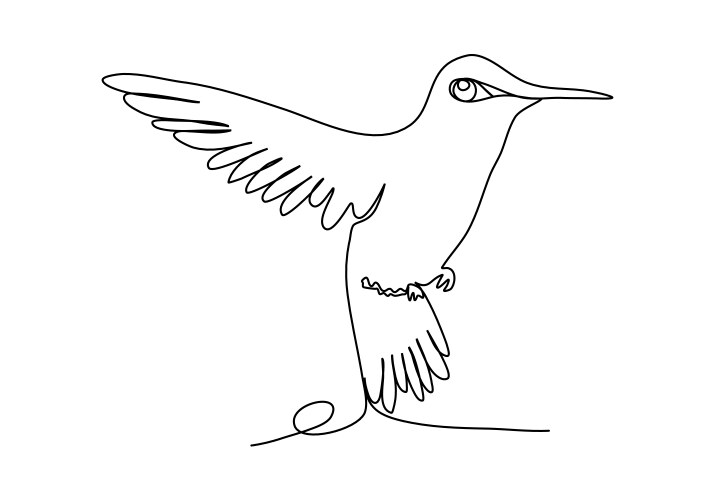 Hummingbird one line drawing Royalty Free Vector Image