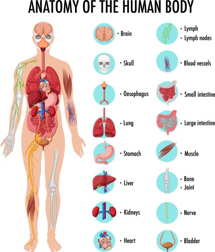 Human Anatomy & Body Systems Poster Royalty Free Vector Human Anatomy & Body Systems Poster Royalty Free Vector