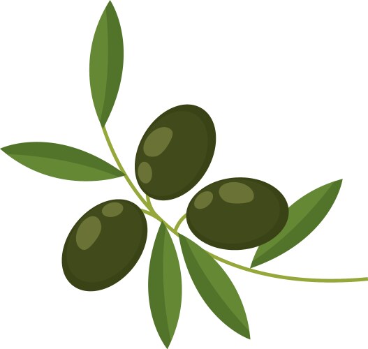 Olive Branch Vector Images (over 100,000)