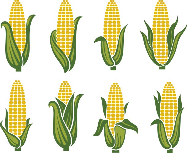 Corn icons set isometric style Royalty Free Vector Image