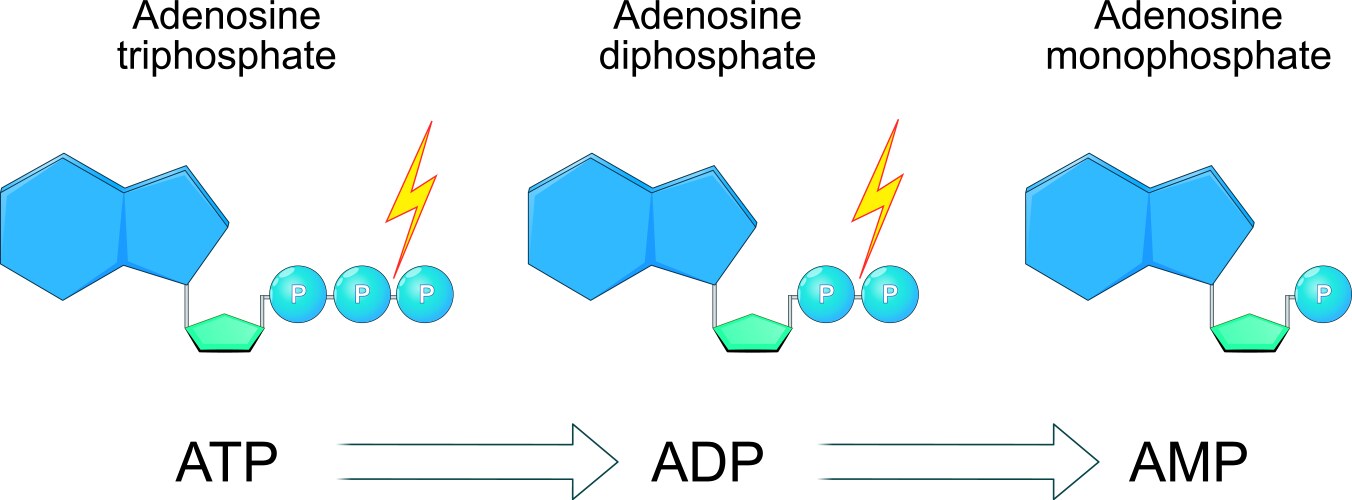 ATP Hydrolysis: ADP Formation – Royalty-Free Vector | VectorStock