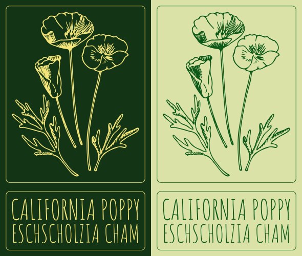 California Poppy Vector Images (over 330)